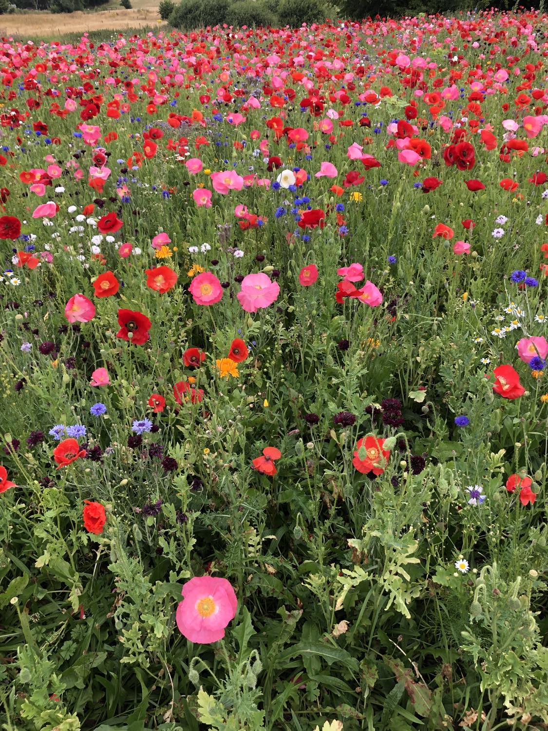 Sundhed - Christl Radler